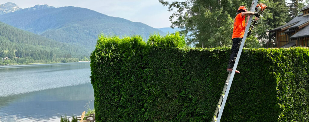 Professional Hedge Trimming in Whistler & Pemberton